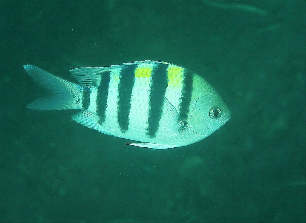 Indo-Pacific Sergeant Major (Fishes of Cabbage Tree Bay Aquatic Reserve ...