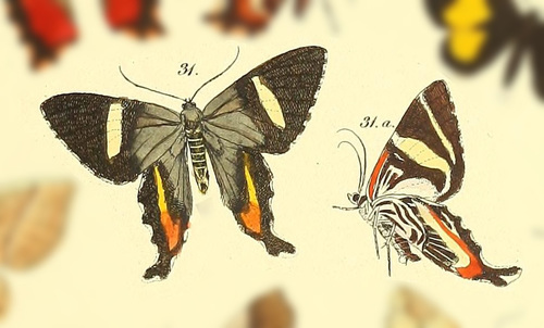 Erateina garrulata · iNaturalist United Kingdom