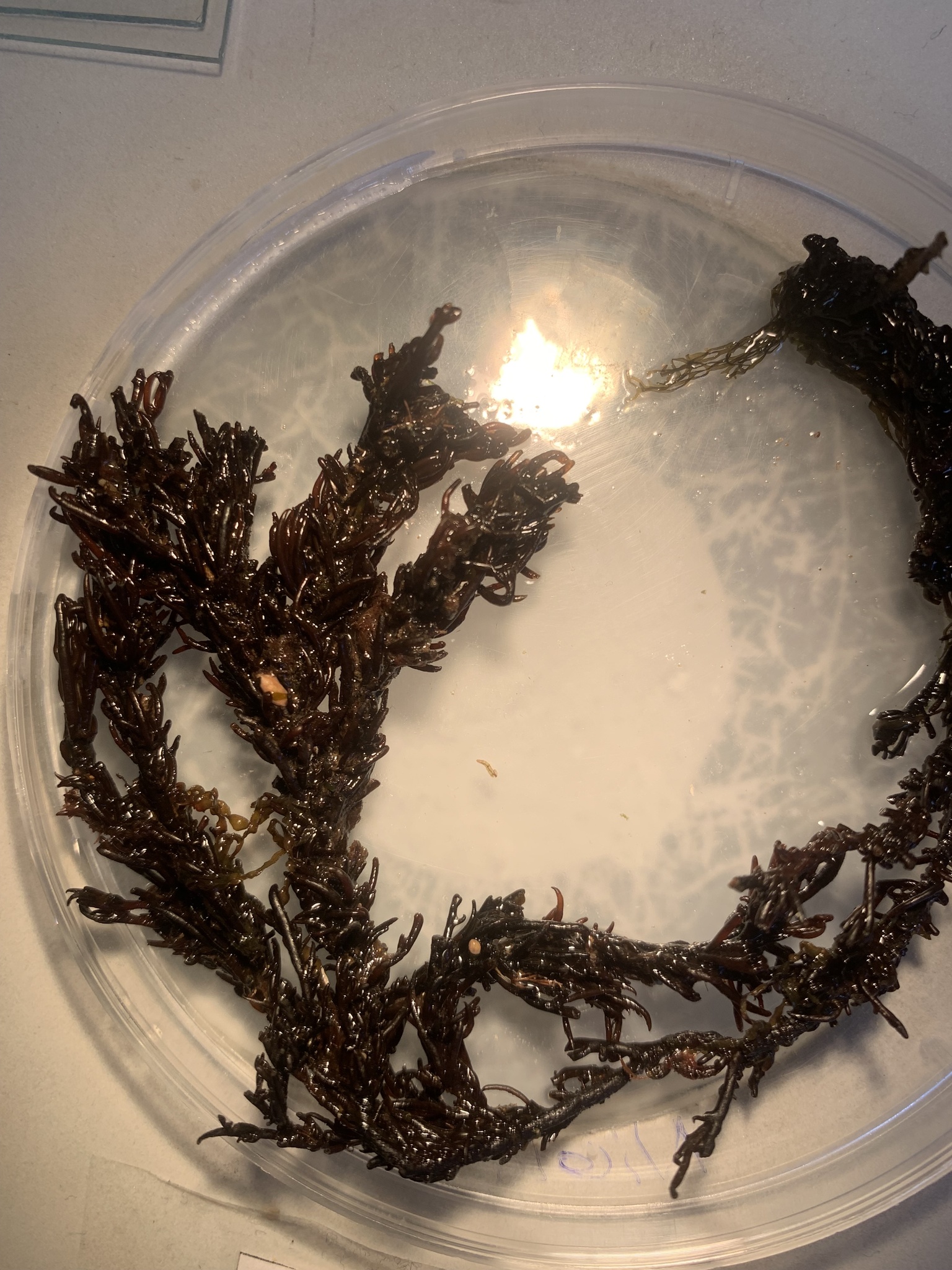 Halopithys incurvus (Huds.) Batters