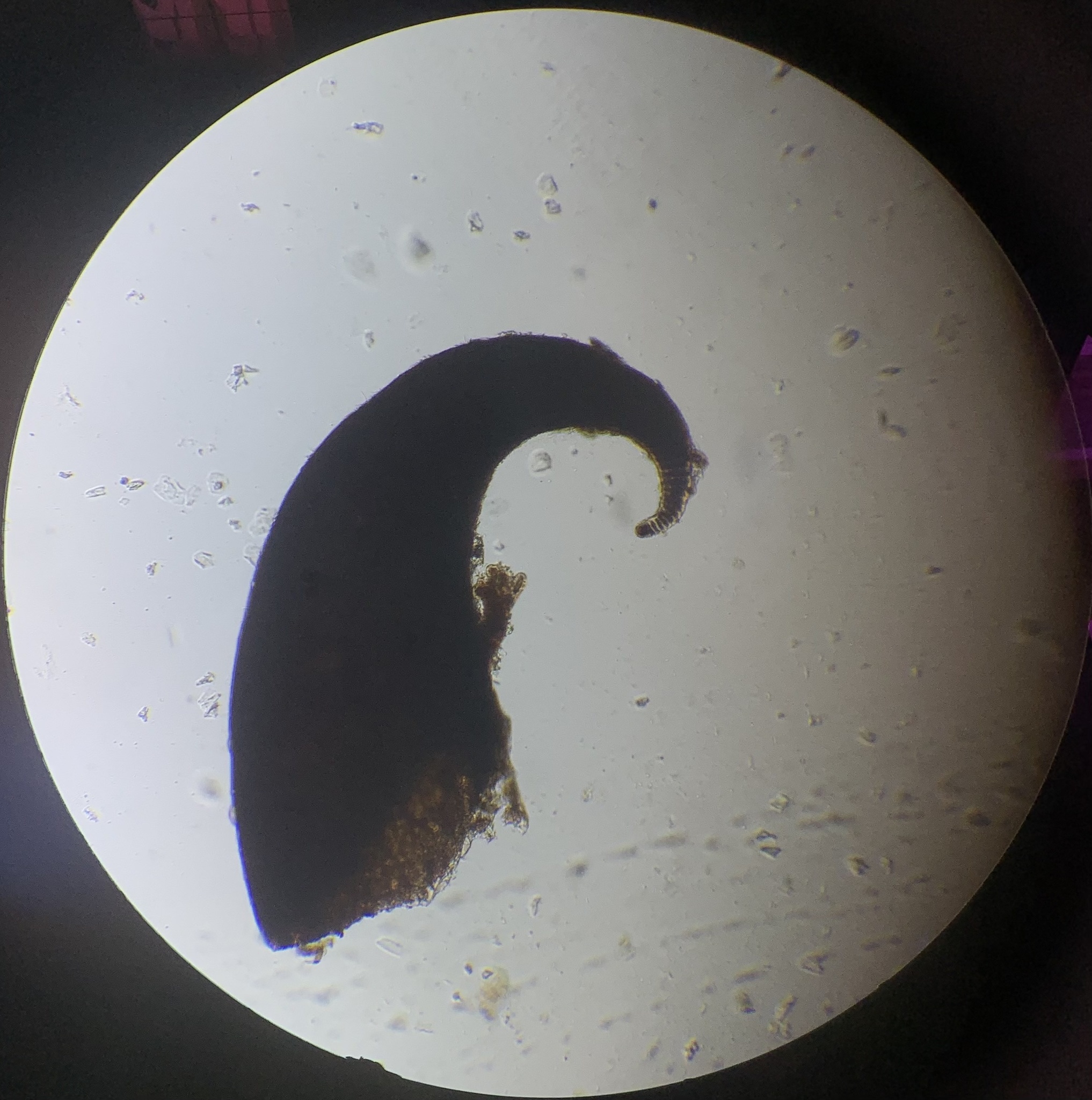 Halopithys incurvus (Huds.) Batters