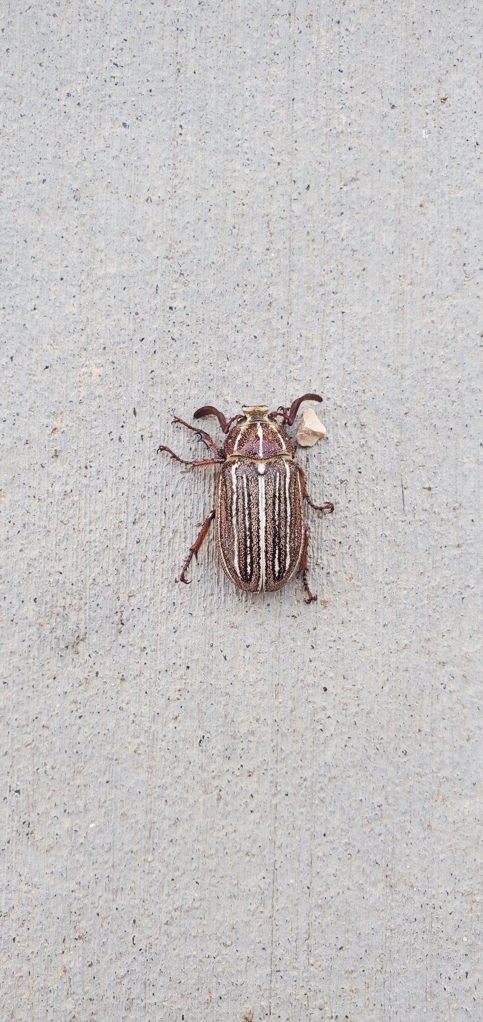 Polyphylla decemlineata (Say, 1824)