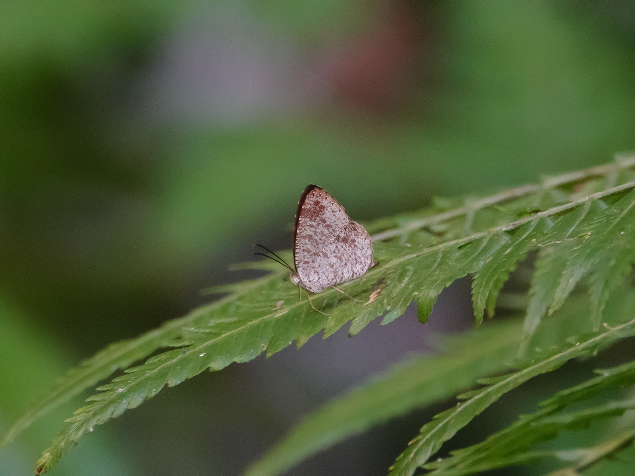 Allotinus fabius (Distant, 1887)