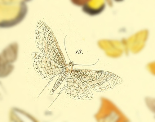 Rhodoneura sterna · iNaturalist