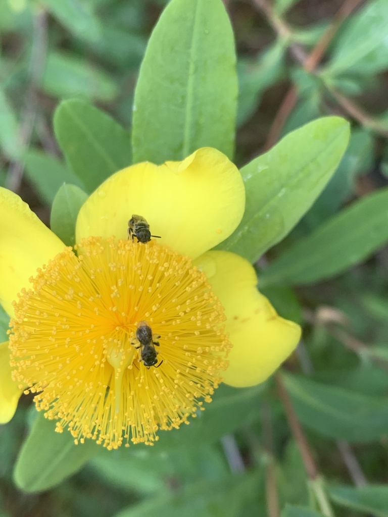 Metallic Sweat Bees from Holly Springs National Forest, Oxford, MS, US ...