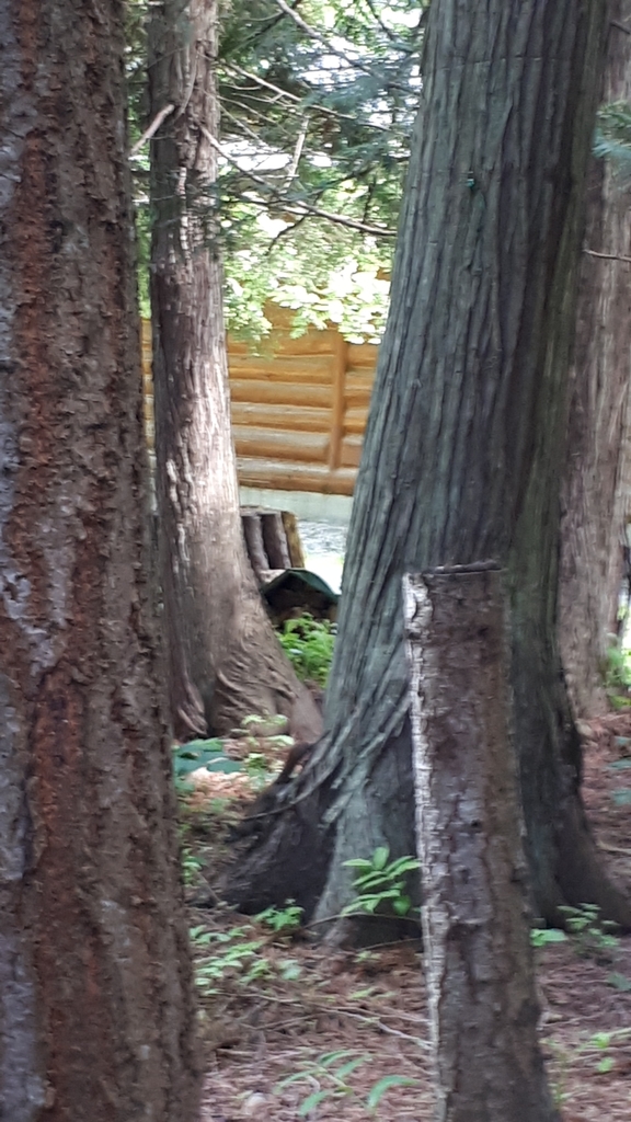American Red Squirrel from Magna Bay, BC V0E 1M7, Canada on June 06 ...