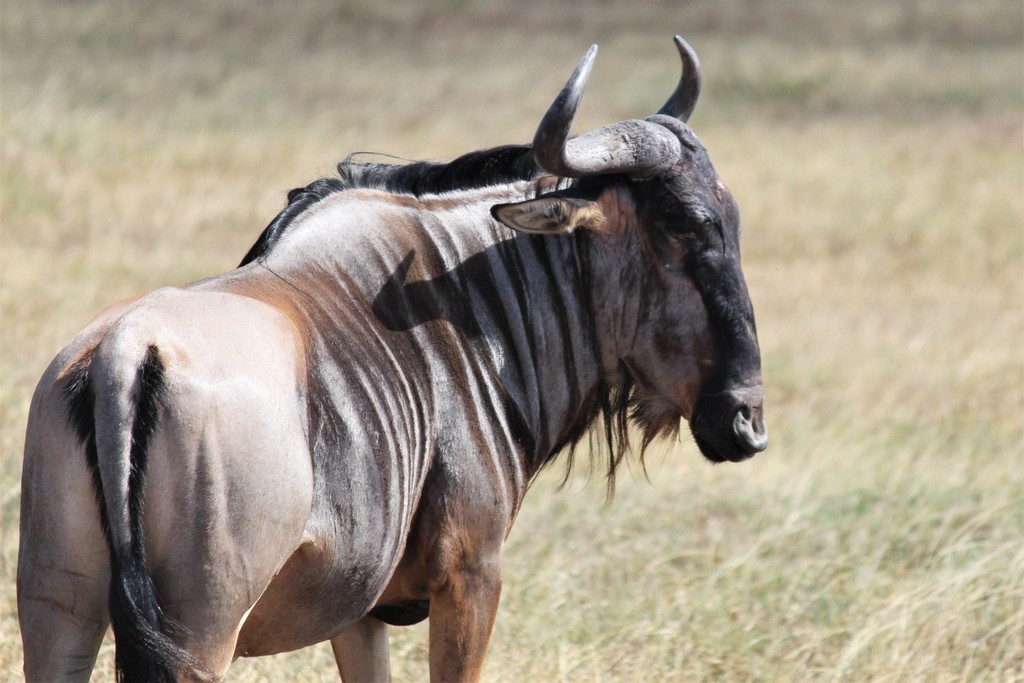 Connochaetes taurinus johnstoni (Especies y subespecies (Global ...