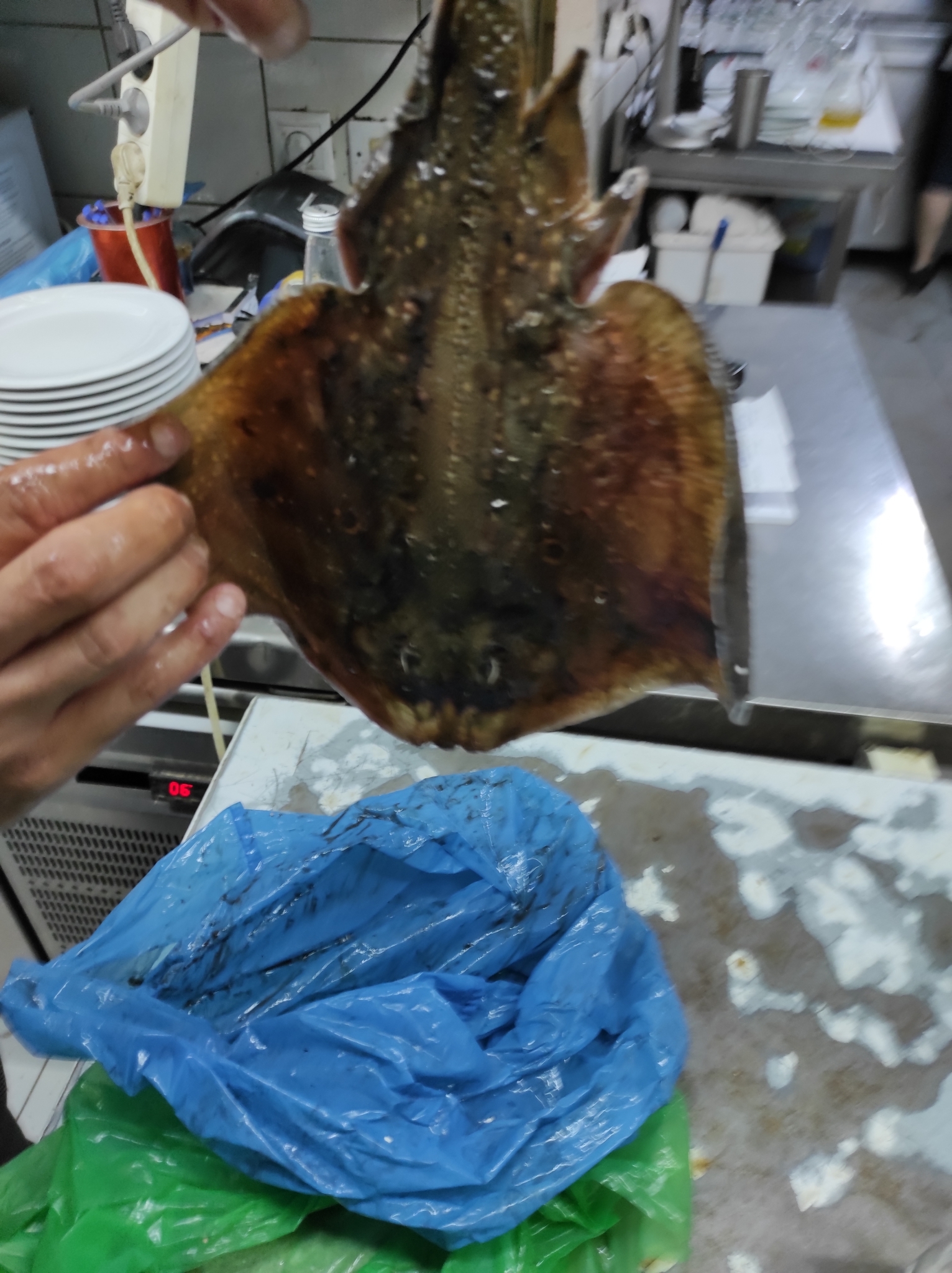 Raja radula Delaroche, 1809