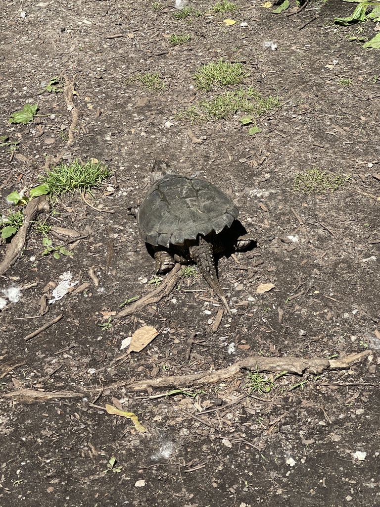 Common Snapping Turtle from Kissena Park, New York, NY, US on June 4 ...