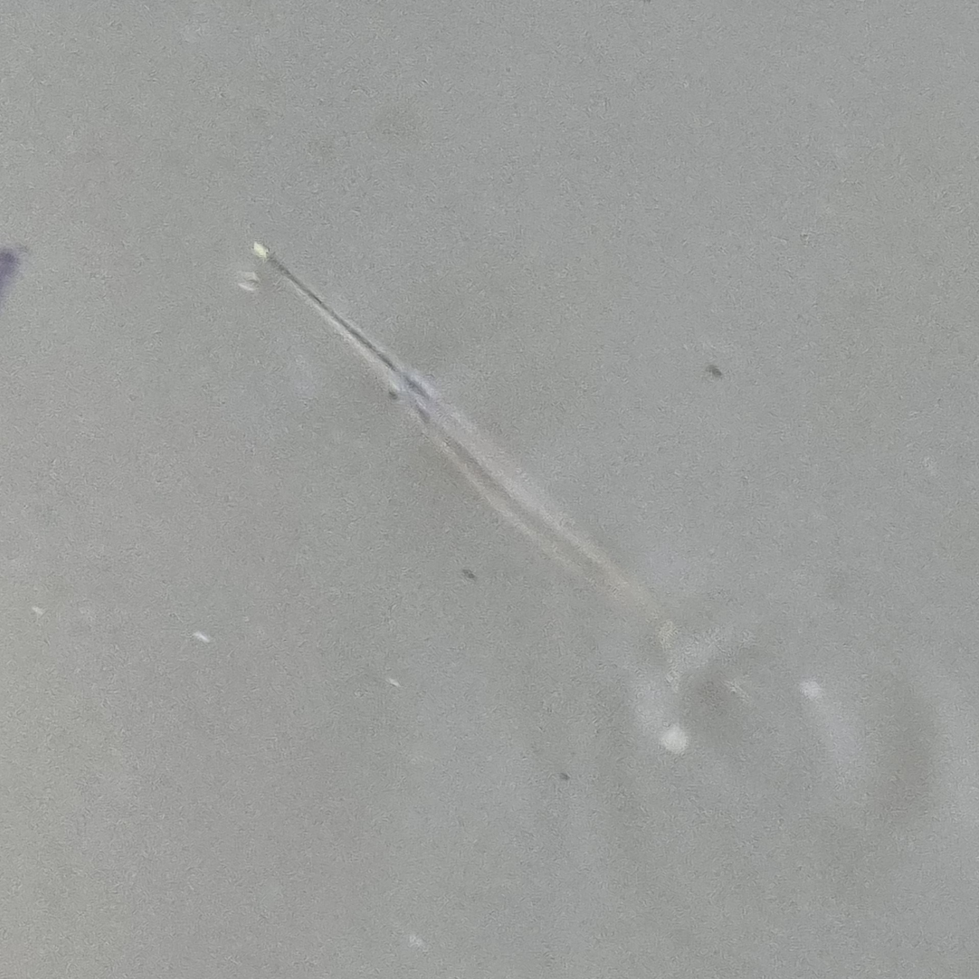 Zenarchopterus buffonis (Valenciennes, 1847)