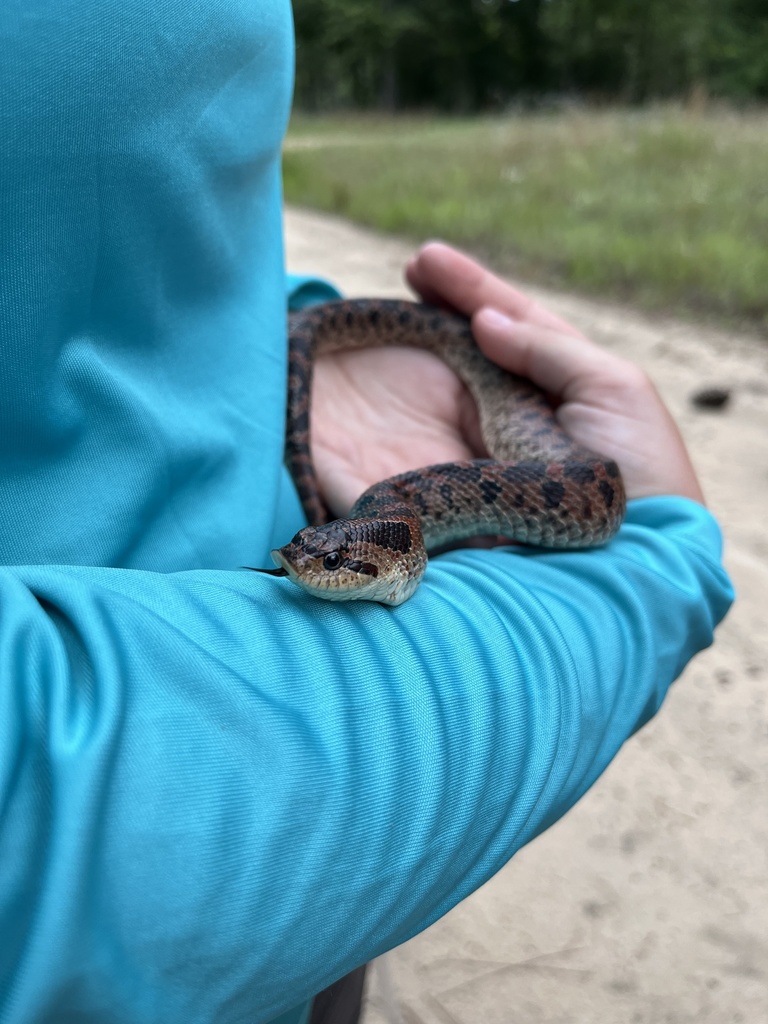 Southern Hognose Snake in June 2022 by Amanda Laboy · iNaturalist