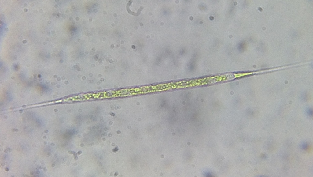 (Atractomorpha) - Botanical Realm