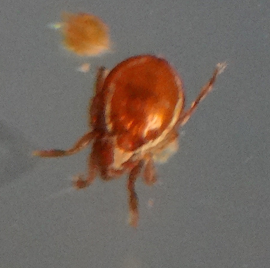 Beetle Mites from Westdene, Benoni, 1501, South Africa on May 26, 2022 ...