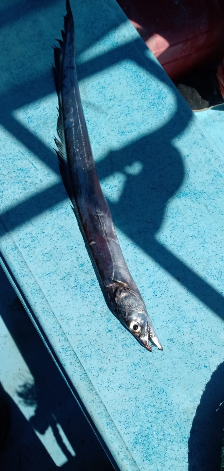 Trichiurus lepturus Linnaeus, 1758