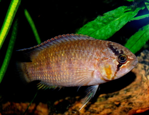 zebra acara (Ivanacara adoketa) · iNaturalist