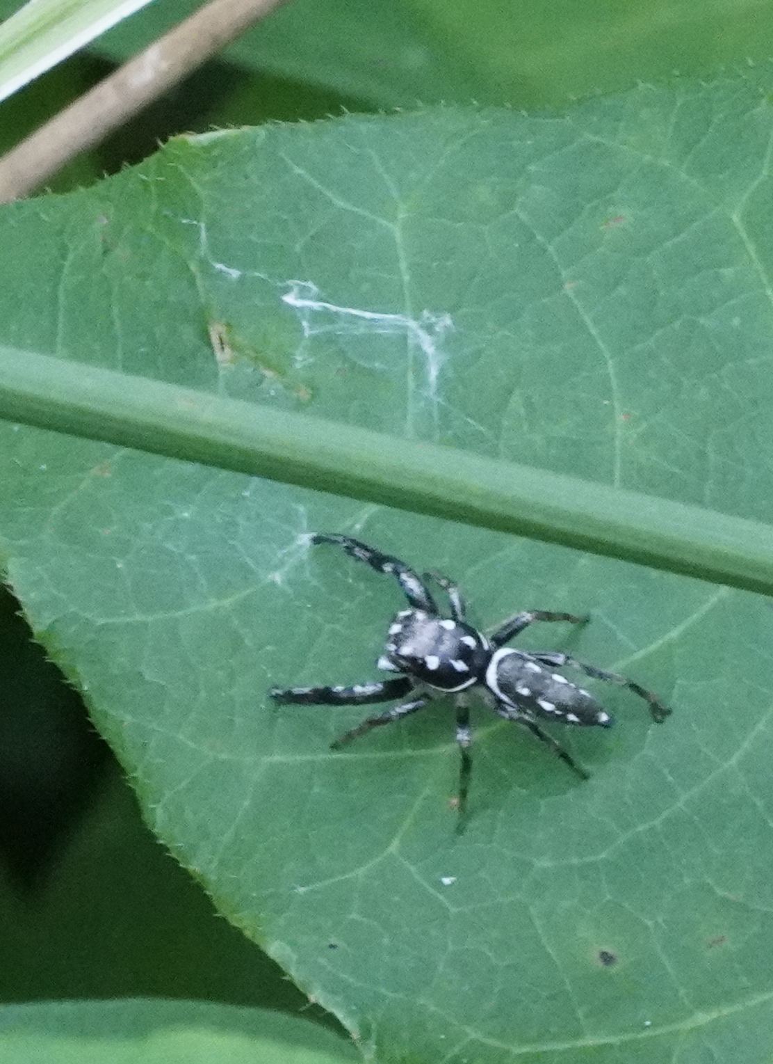 Marpissa formosa (Banks, 1892)