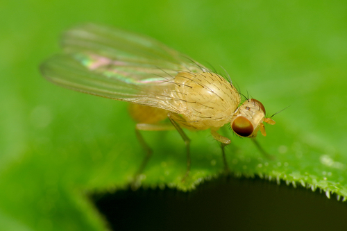 Homoneura biumbrata · NaturaLista Colombia