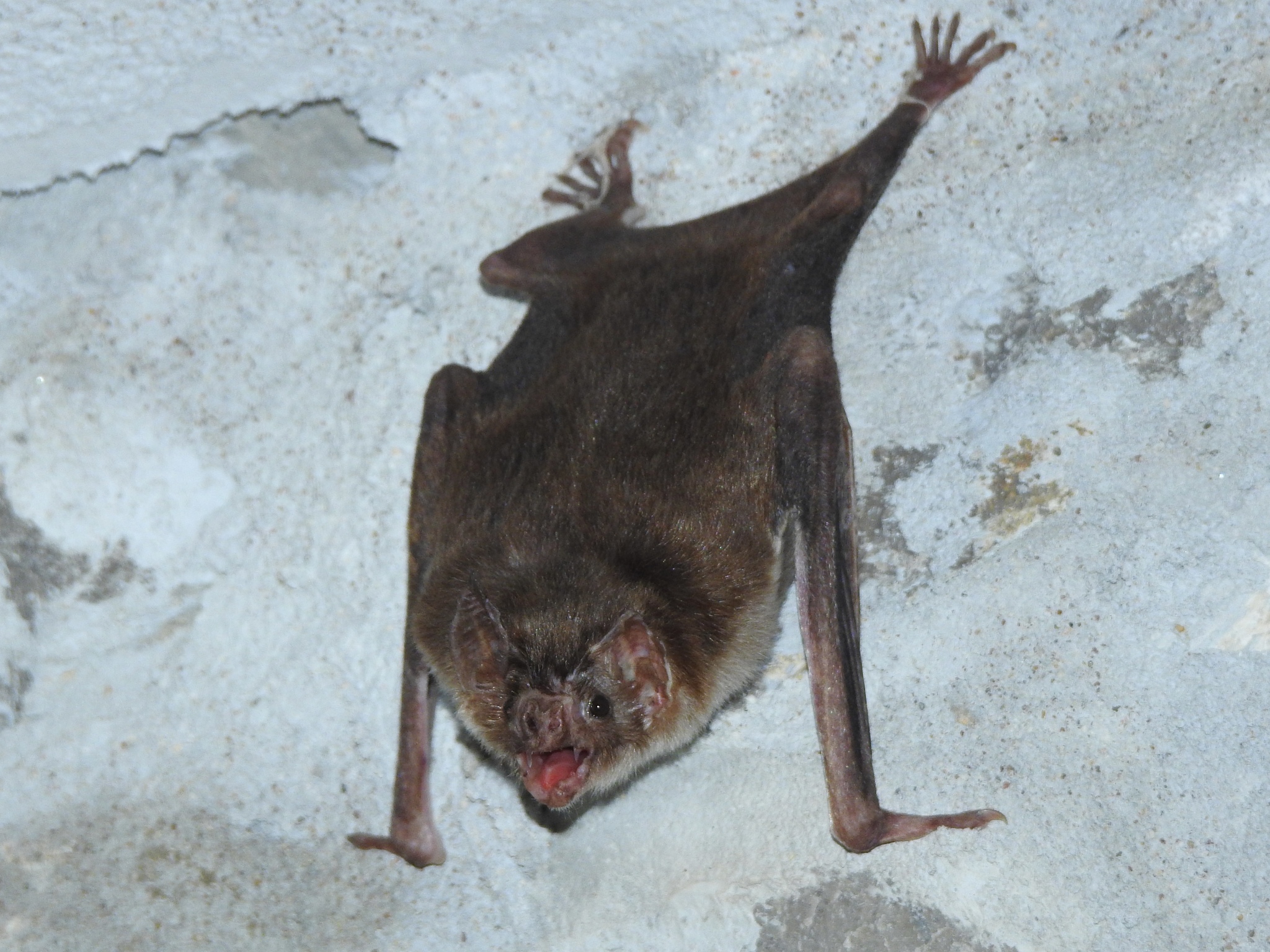 Desmodus rotundus (E.Geoffroy, 1810)