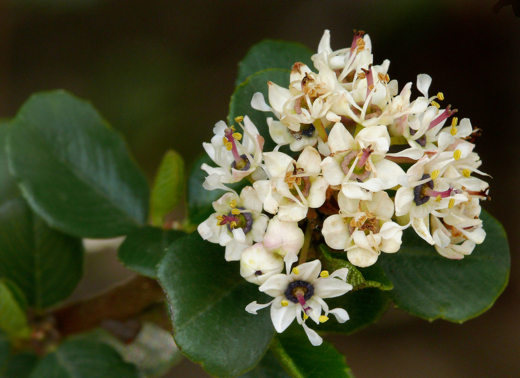Wart-stemmed Ceanothus (CNLM San Diego Plants) · iNaturalist
