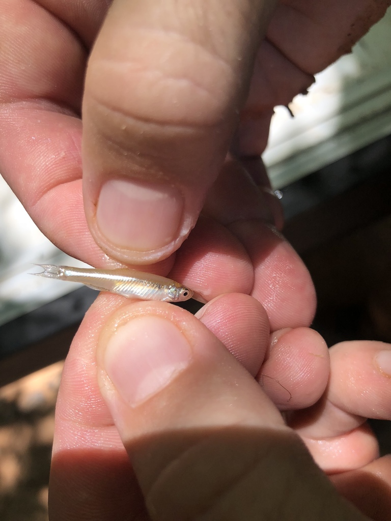 Emerald shiner (SD Fish Passage Guide ) · iNaturalist