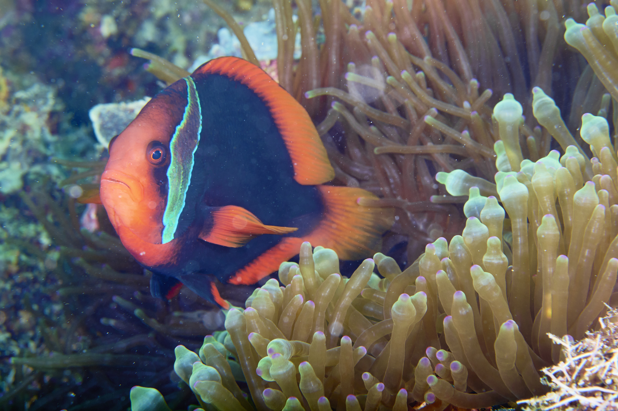 Amphiprion frenatus Brevoort, 1856