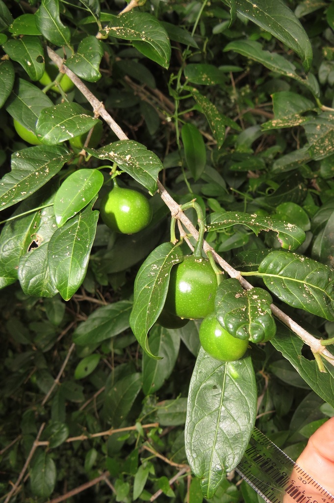 Antheap Wild-Medlar from iSimangaliso, South Africa on May 26, 2018 at ...