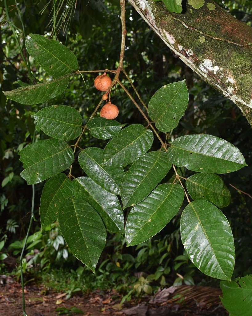 Protium pittieri in June 2018 by James Ojascastro · iNaturalist
