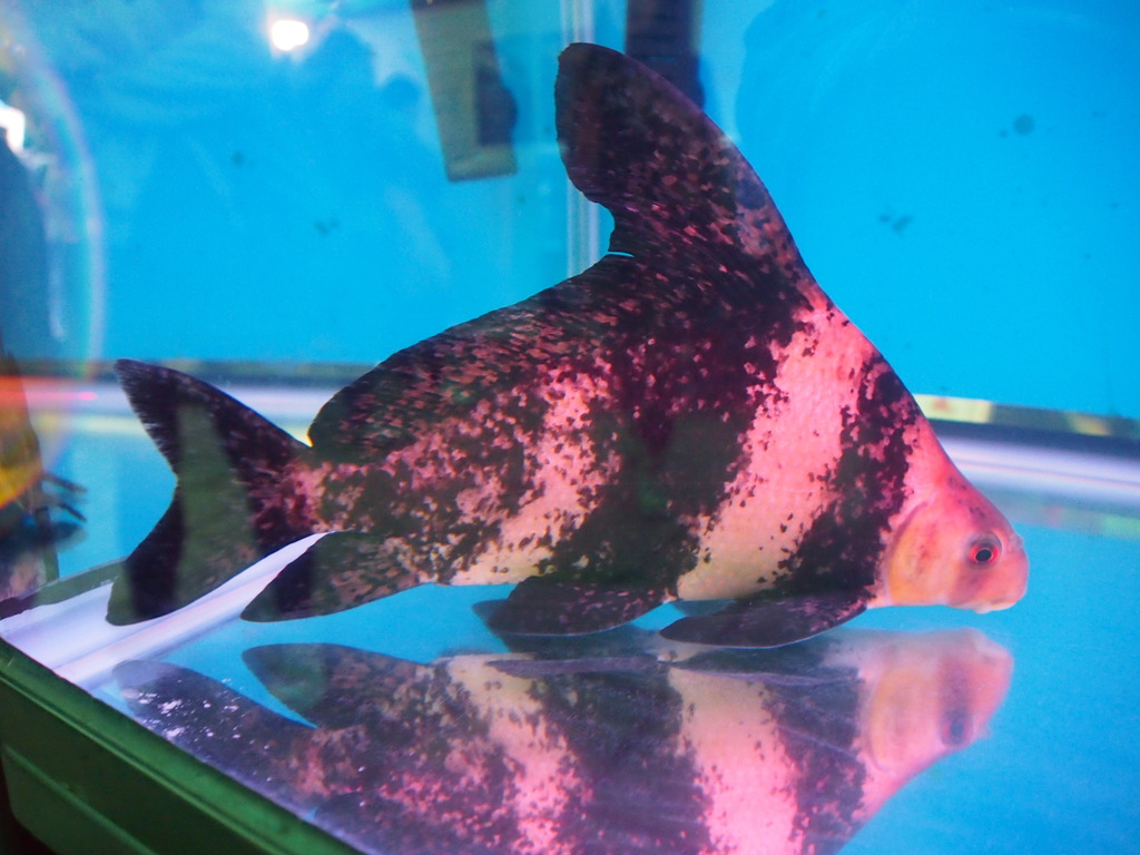 Chinese High-fin Banded Shark (Myxocyprinus asiaticus) - Marine Life ...