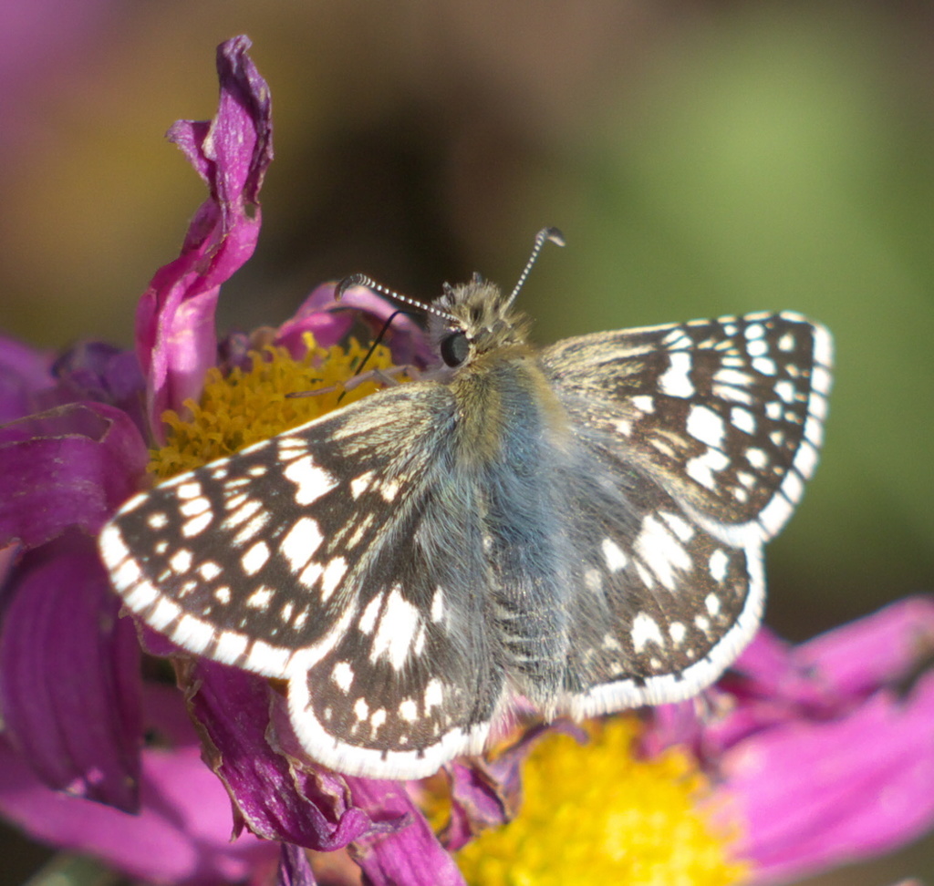 Common Checkered-Skipper (San Antonio Missions National Historical Park ...