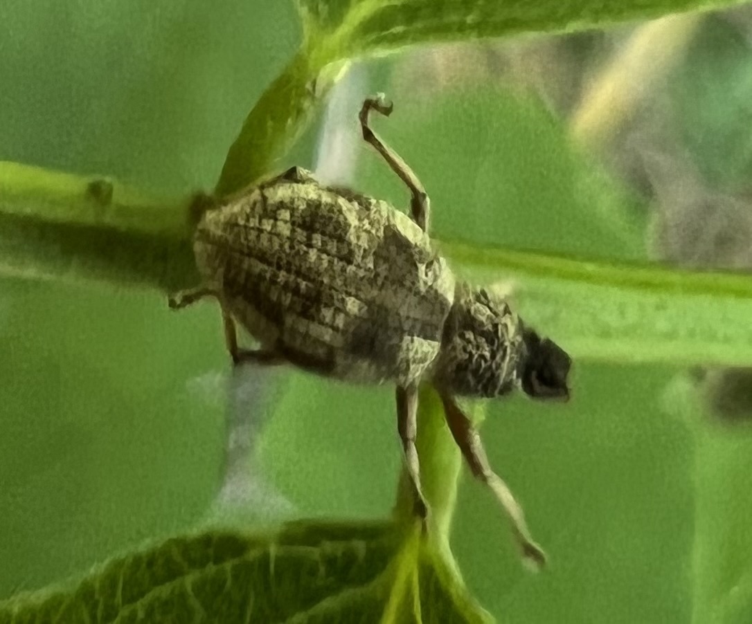 Calomycterus setarius Roelofs, 1873