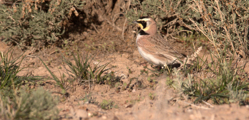 Horned Lark from White Pine County, NV, USA on April 30, 2022 at 06:57 ...