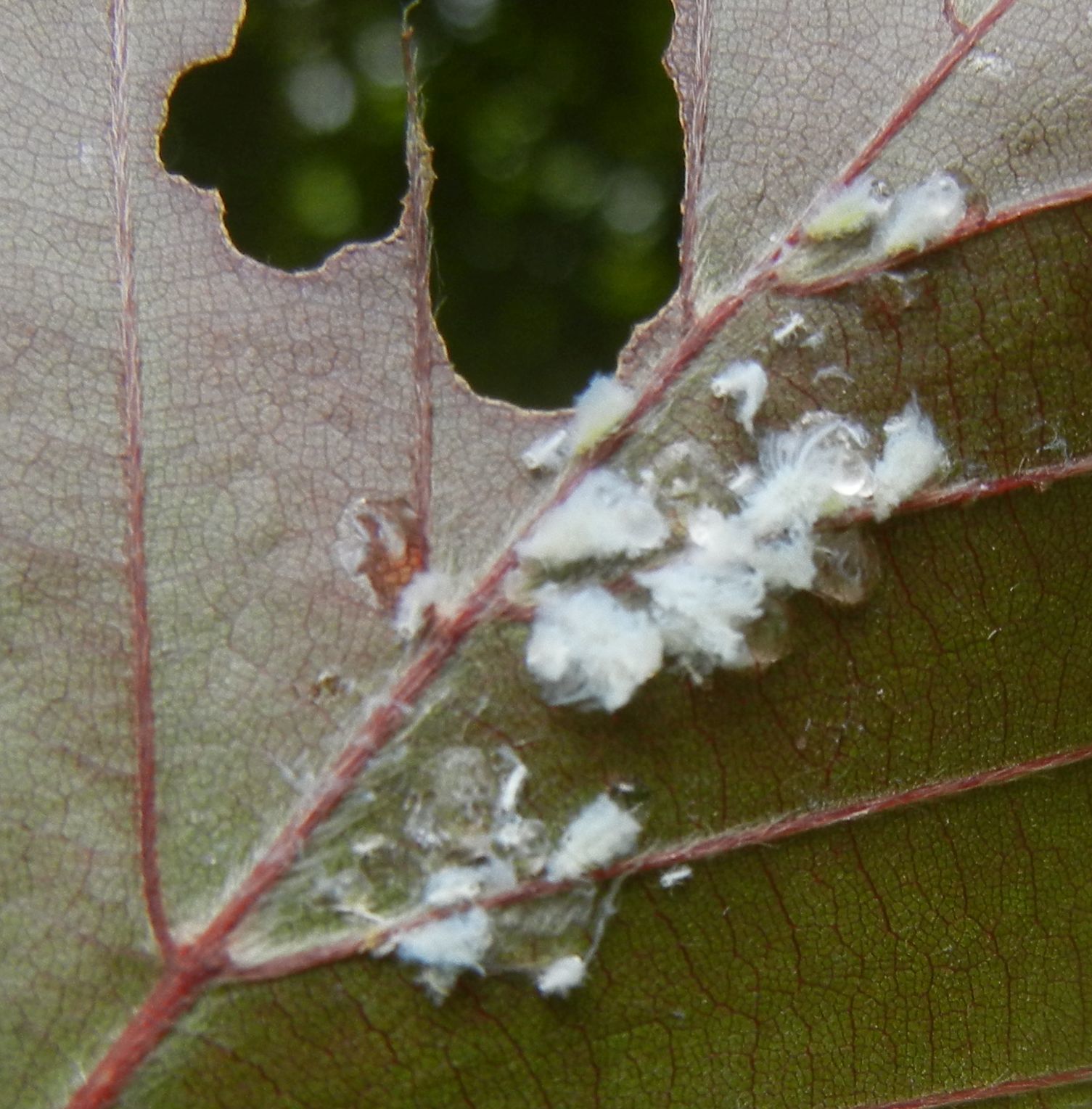 Phyllaphis fagi (Linnaeus, 1761)