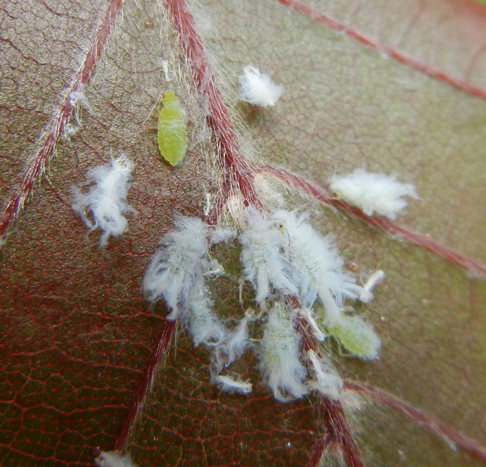 Phyllaphis fagi (Linnaeus, 1761)