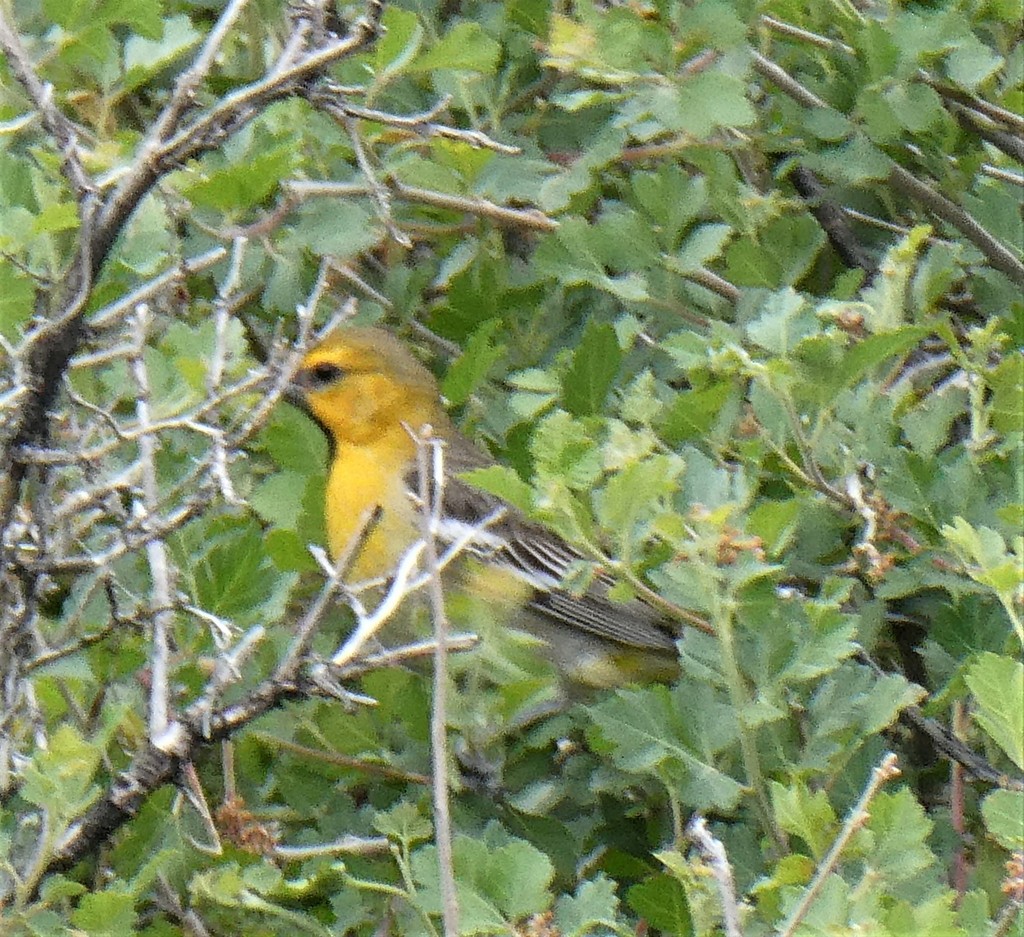 Bullock's Oriole from Boulder County, CO, USA on June 09, 2022 at 08:59 ...