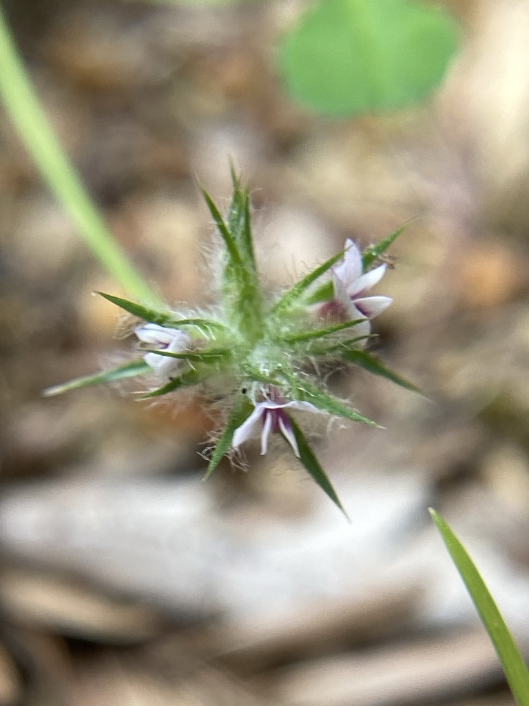 monterey clover (Trifolium trichocalyx) - Botanical Realm