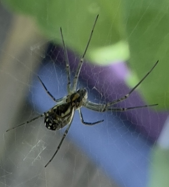 Joro Spider in June 2022 by drchancey · iNaturalist