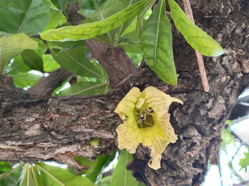 Calabash Tree from San Juan, 74949 Acatlán de Osorio, Pue., México on ...