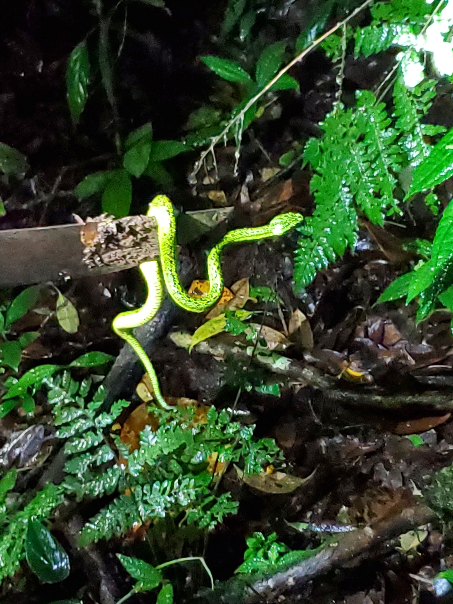 Bothriechis nigroviridis Peters, 1859