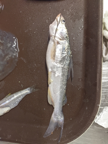 Cathorops mapale · iNaturalist