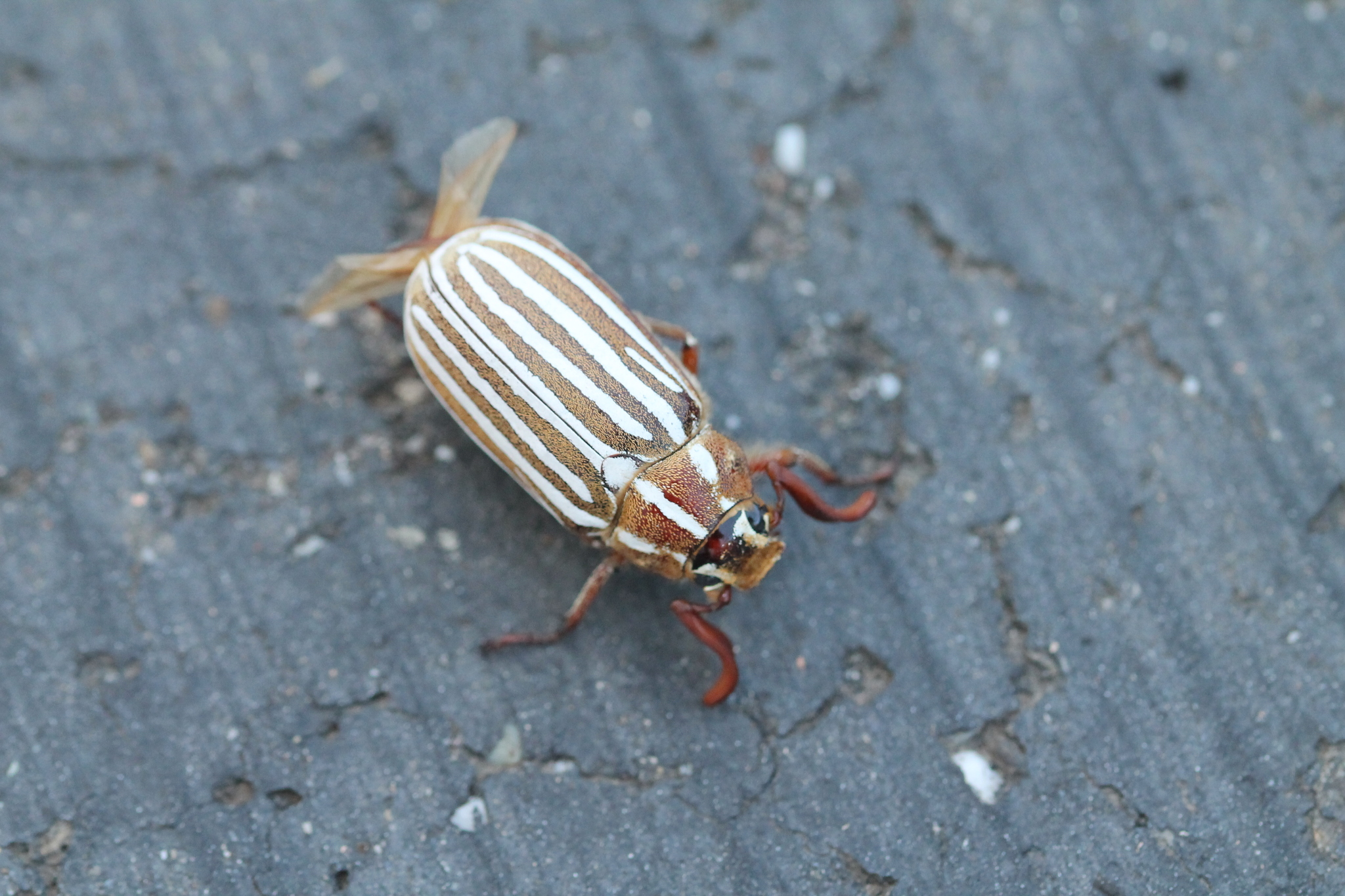 Polyphylla decemlineata (Say, 1824)