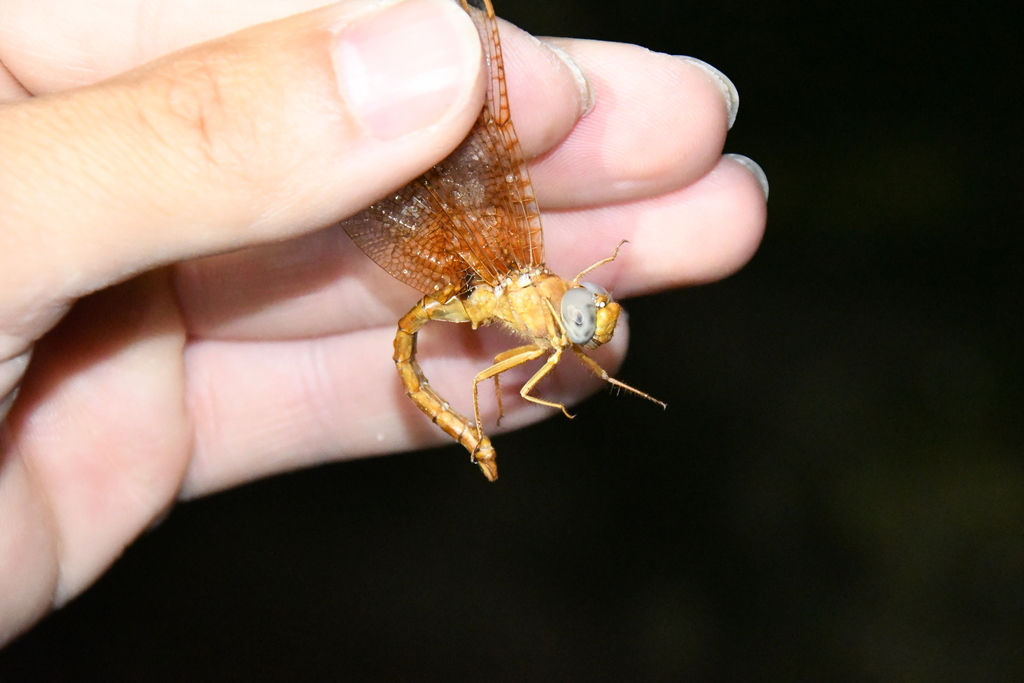 Orange Shadowdragon from Kimble County, TX, USA on June 08, 2022 at 09: ...