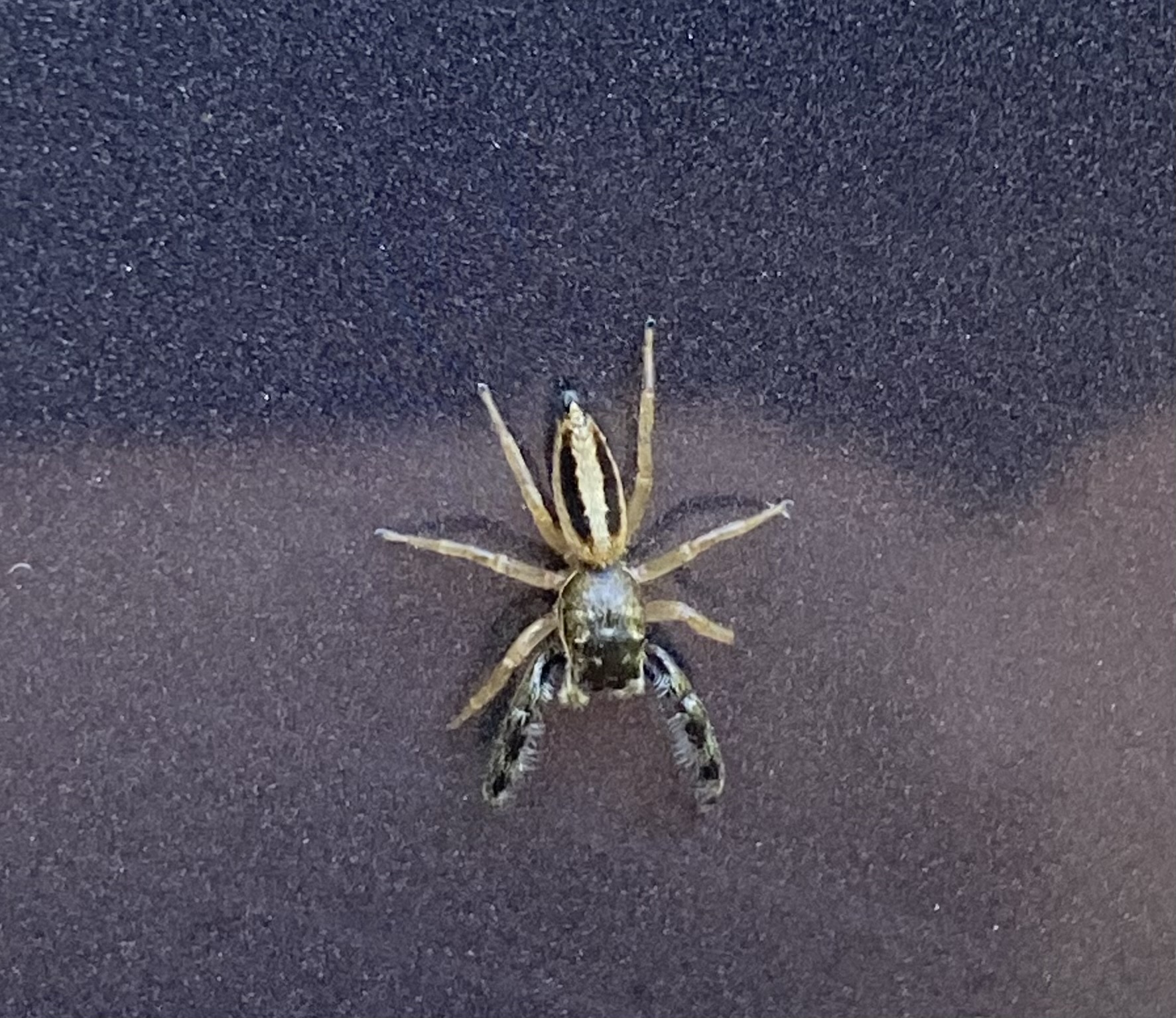 Marpissa formosa (Banks, 1892)