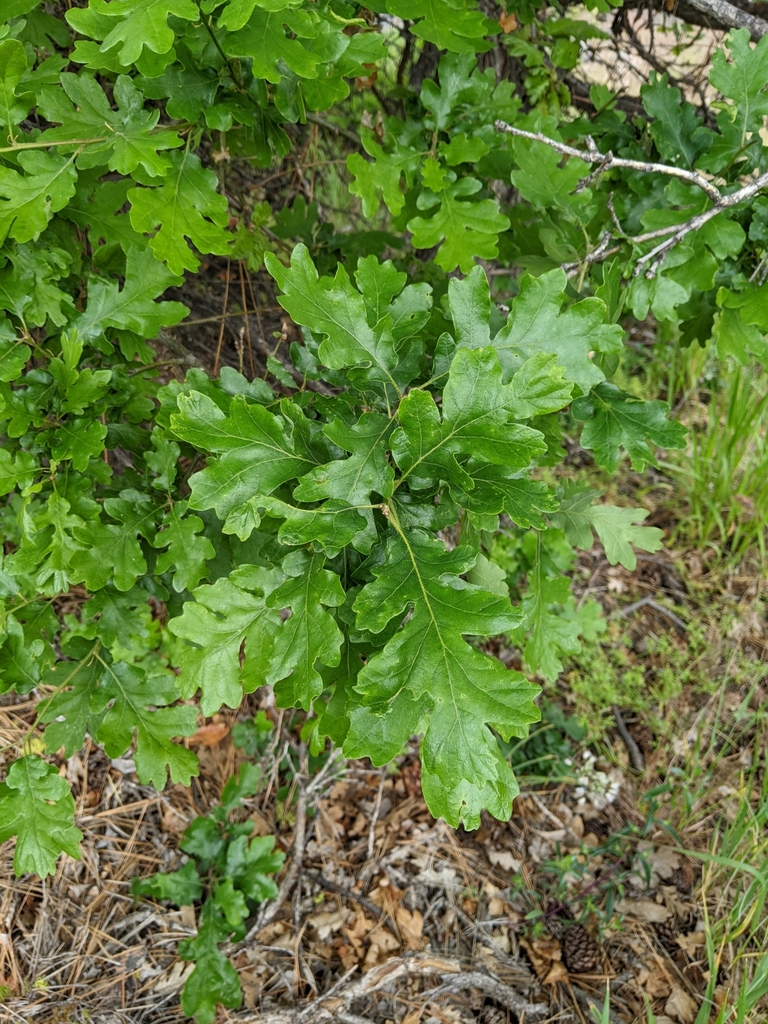 Oregon oak from Bear Canyon Trailhead Hwy 12 on June 04, 2022 at 12:22 ...