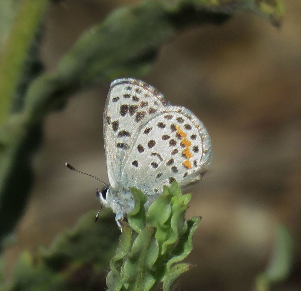 Dotted Blue from Glendora Mountain Rd., mile marker 8.02, Glendora, CA ...