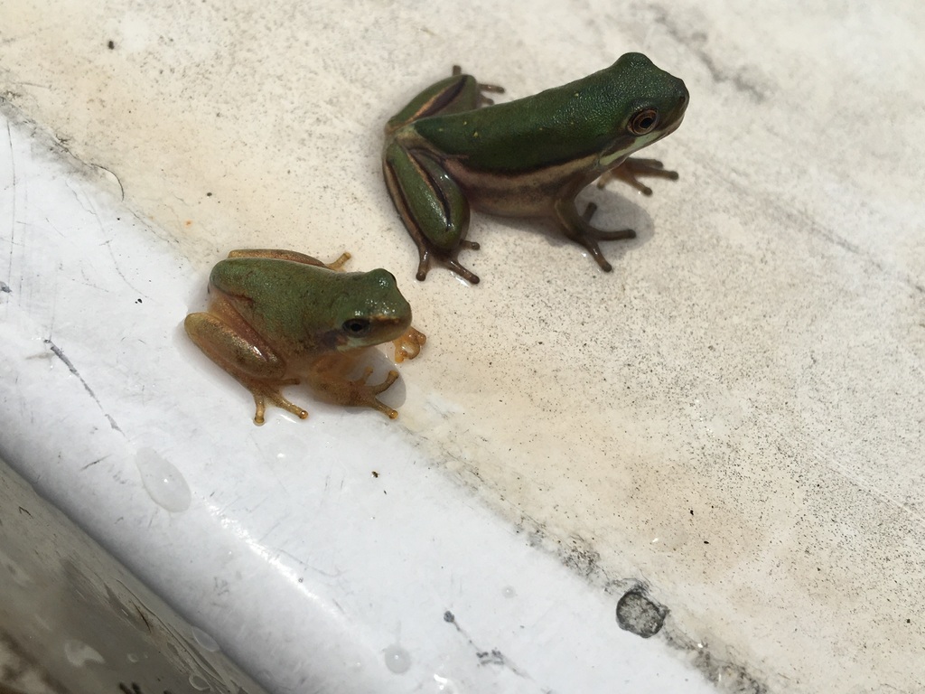 Green Treefrog from Columbia, SC, USA on May 25, 2022 at 02:53 PM by ...