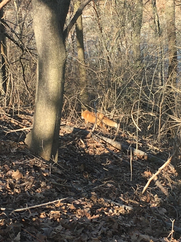 Red Fox from Etobicoke Valley Park, Toronto, ON, CA on April 08, 2021 ...
