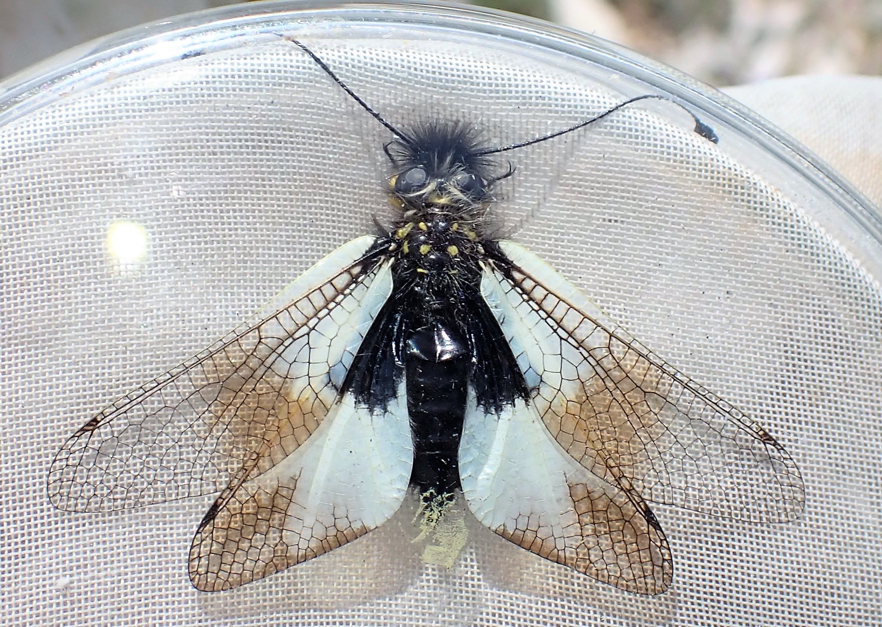 Libelloides lacteus (Brullé, 1832)