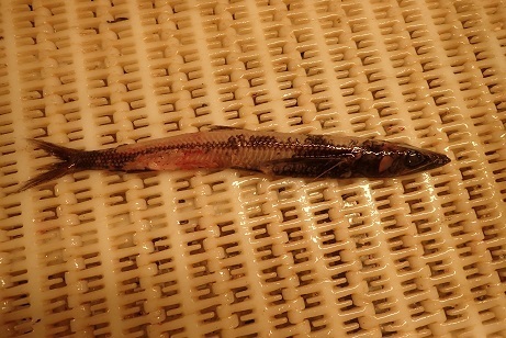 Waryfishes (Notosudidae)