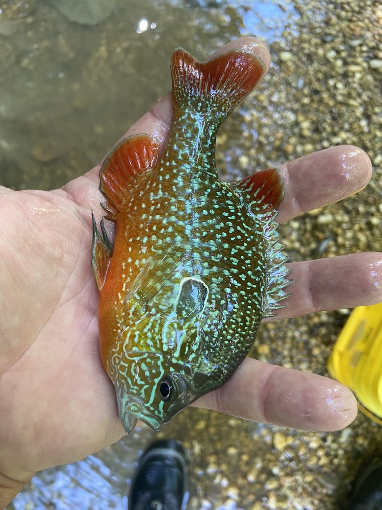 Gulf Longear Sunfish from Soapstone Creek, Selma, AL, US on June 9 ...