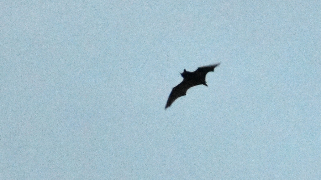 Big Brown Bat from Green Lake, Seattle, WA, USA on June 8, 2022 at 09: ...