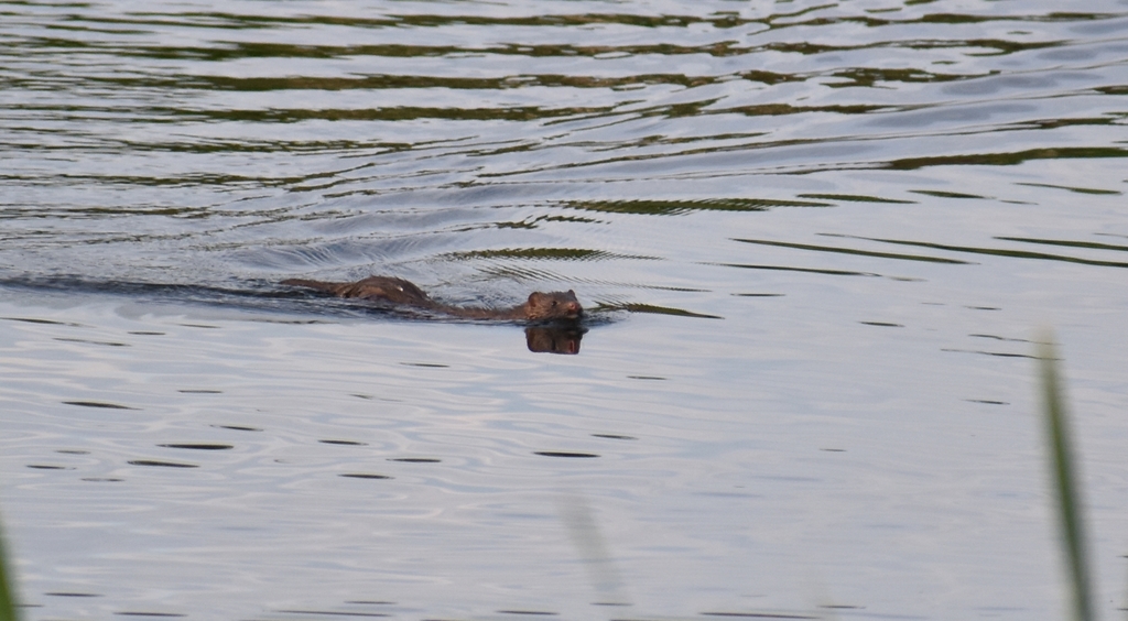 American Mink from University District, Seattle, WA, USA on May 31 ...